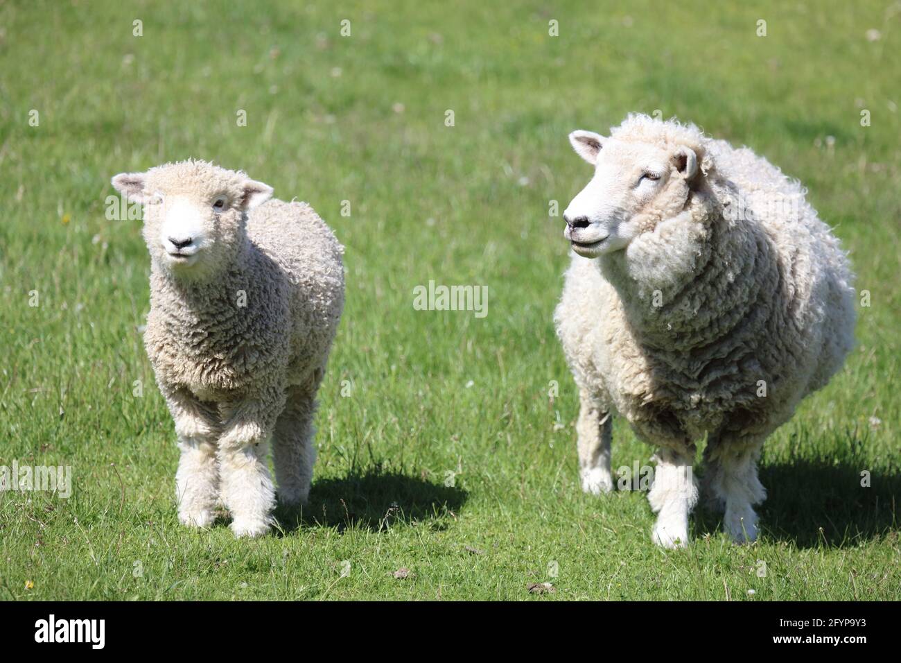 Romneyschaf / Romney sheep / Ovis Stock Photo - Alamy