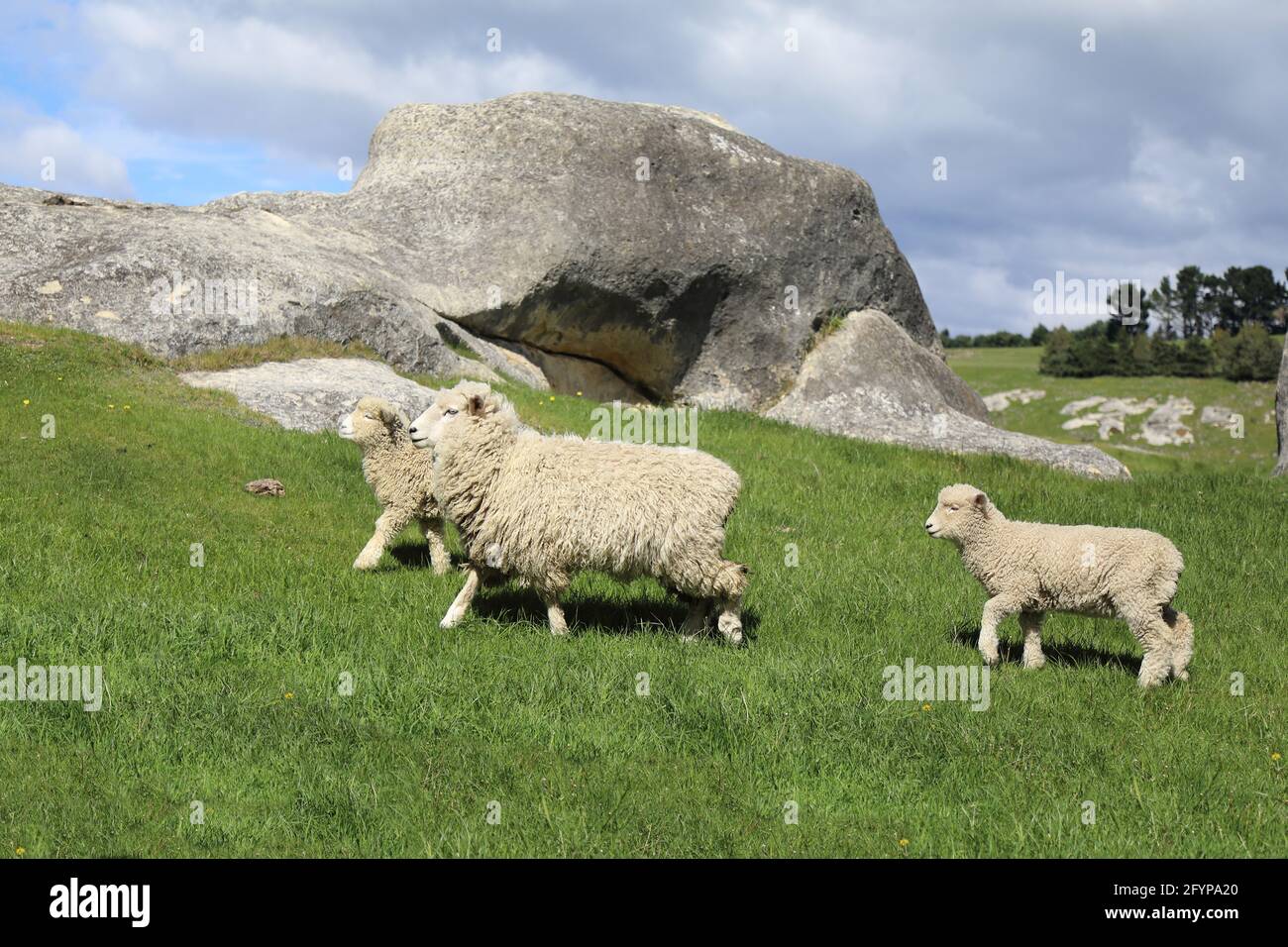 Romneyschaf / Romney sheep / Ovis Stock Photo - Alamy