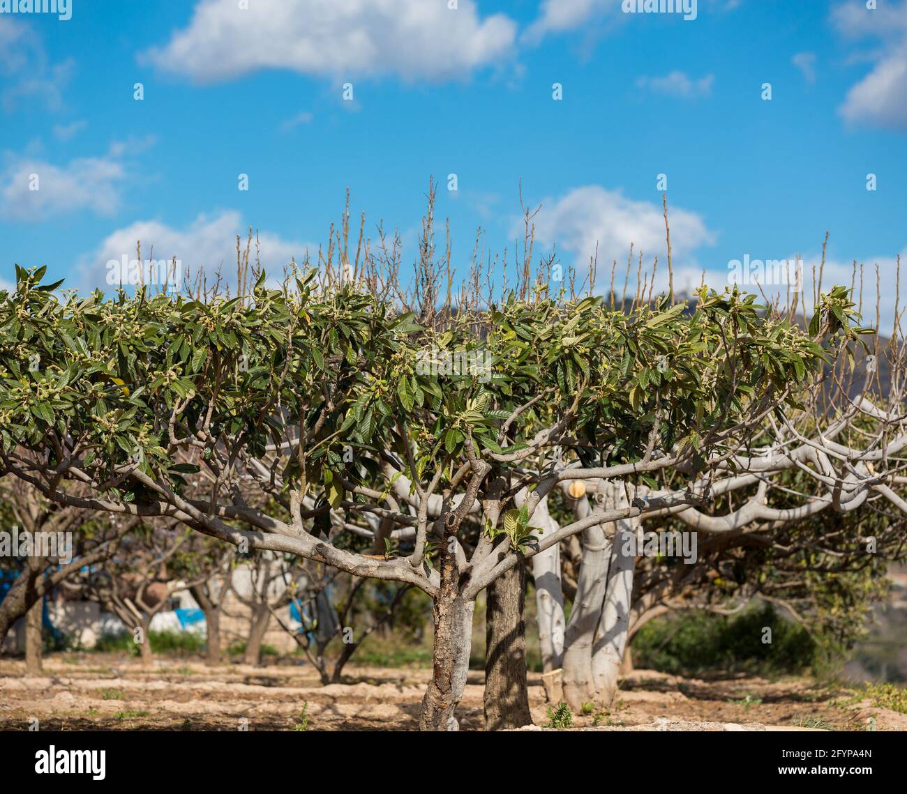 Loquat tree hi-res stock photography and images - Alamy