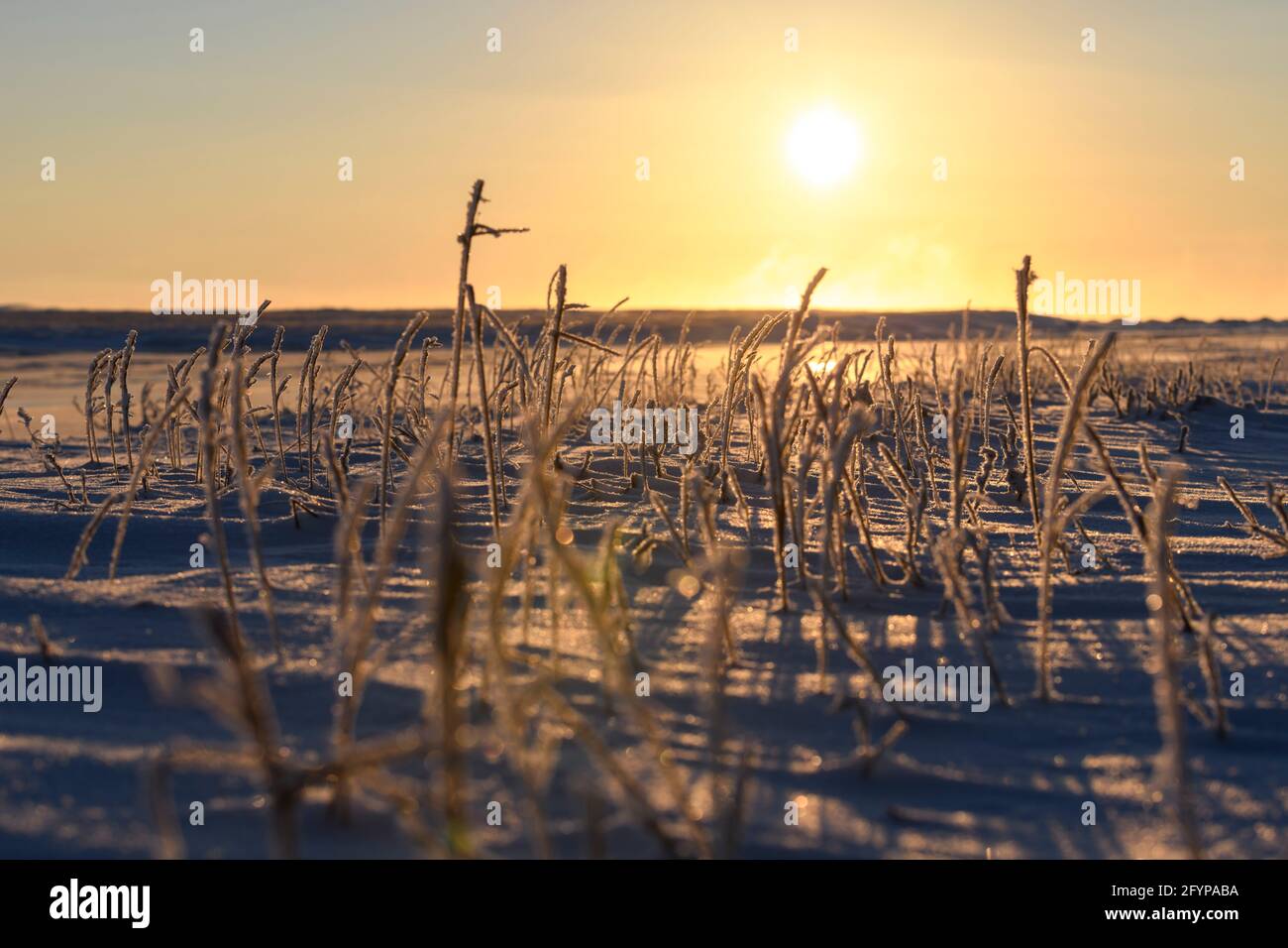 Arctic landscape in winter time. Grass with ice in tundra. Beautiful ...