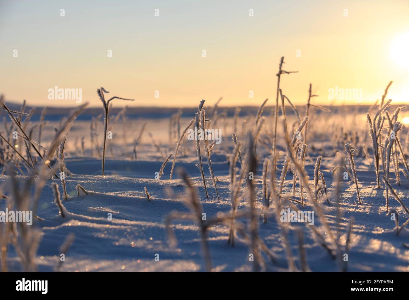 Arctic landscape in winter time. Grass with ice in tundra. Beautiful ...
