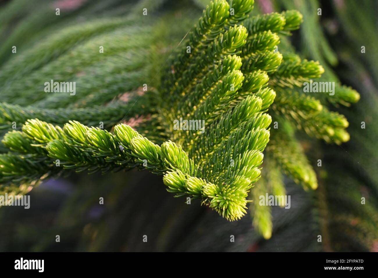 Macro view of green prickly branches of a fur-tree commonly known as ...