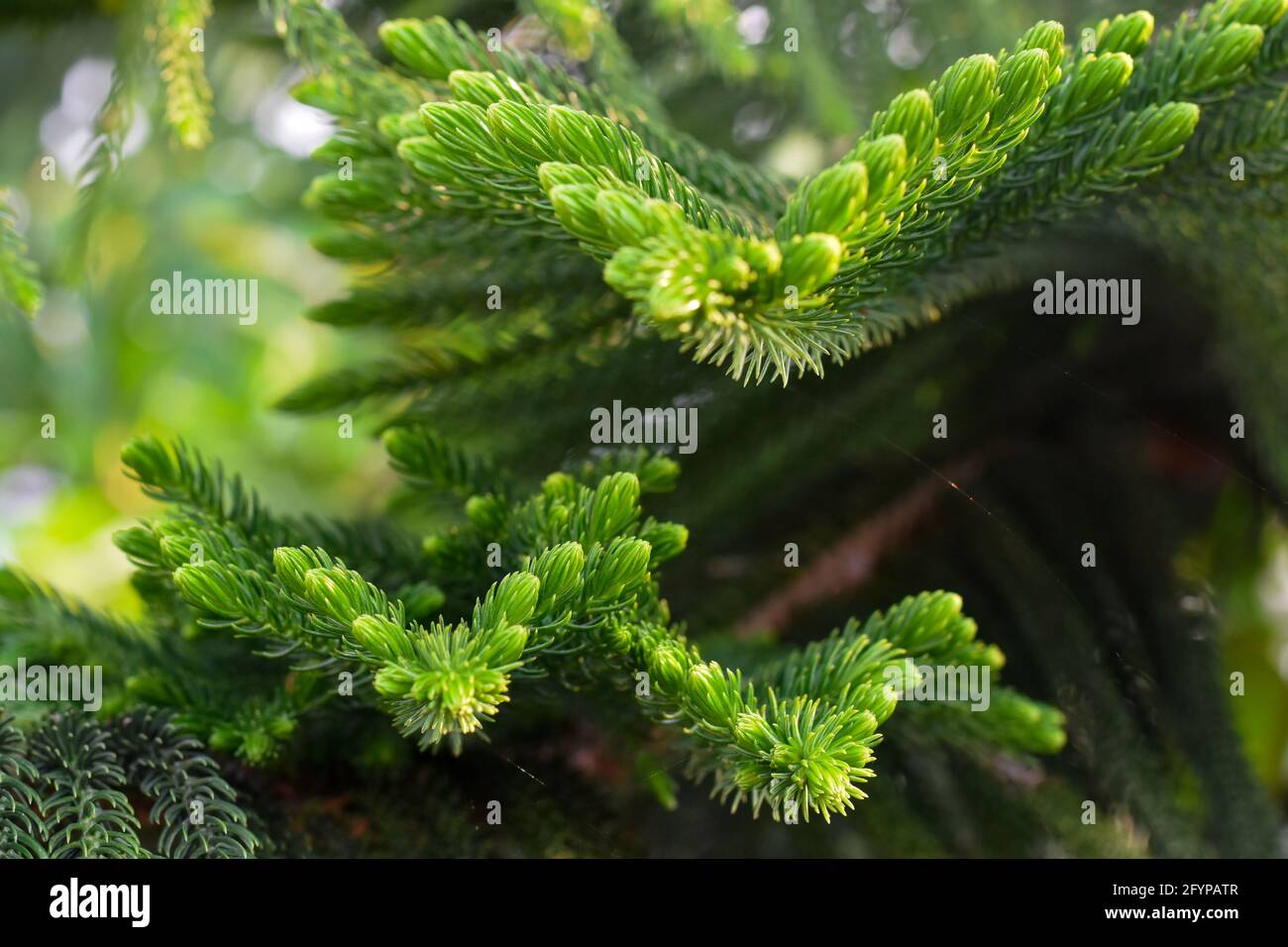 Macro view of green prickly branches of a fur-tree commonly known as ...