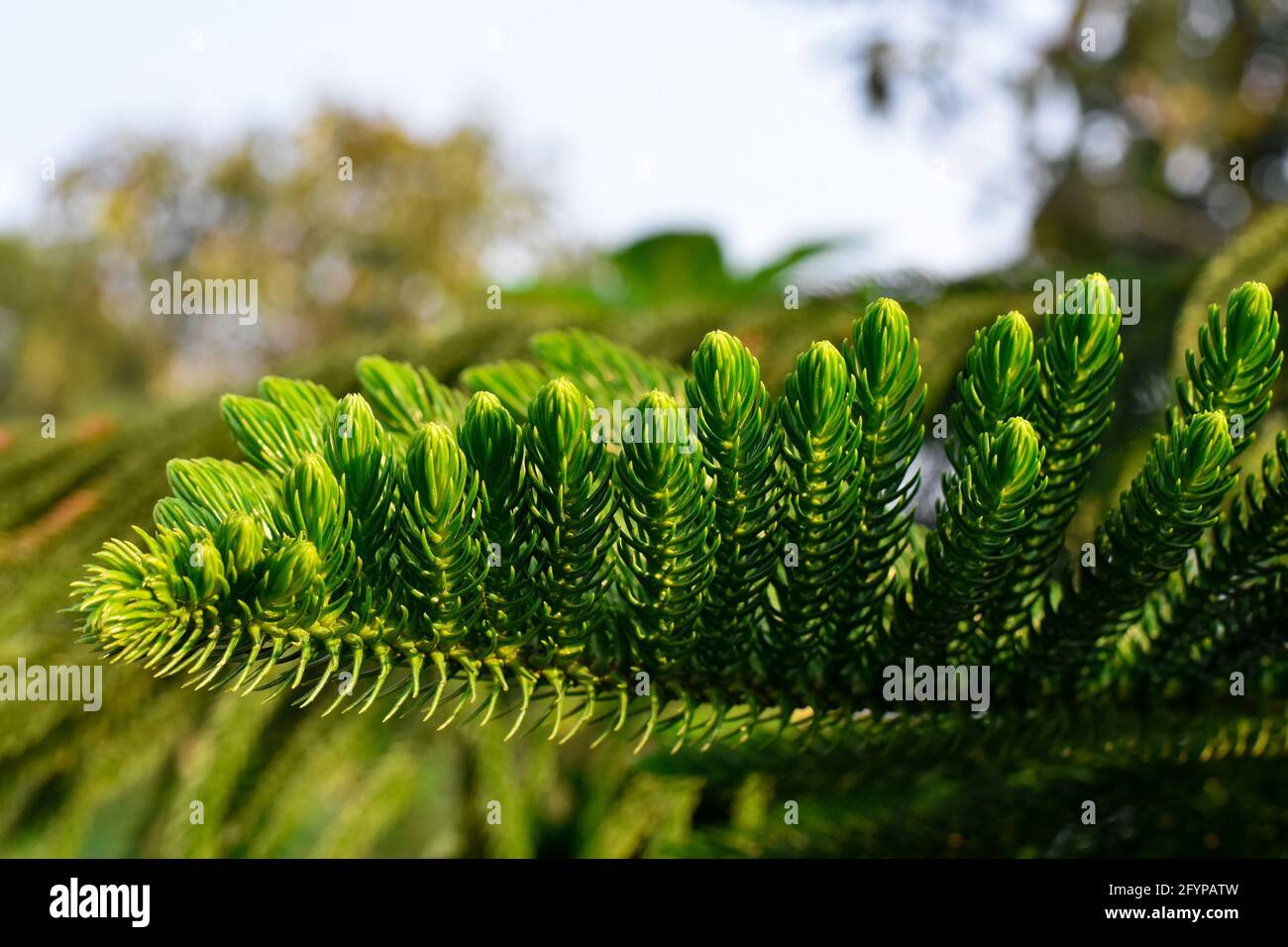 Macro view of green prickly branches of a fur-tree commonly known as ...