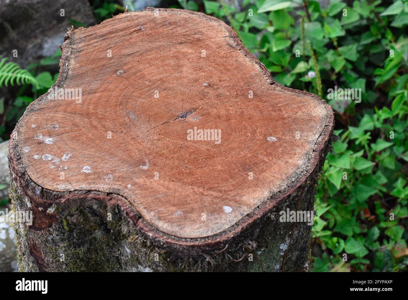 Cross section of the trunk of a timber,dead bark layer with red defined ...