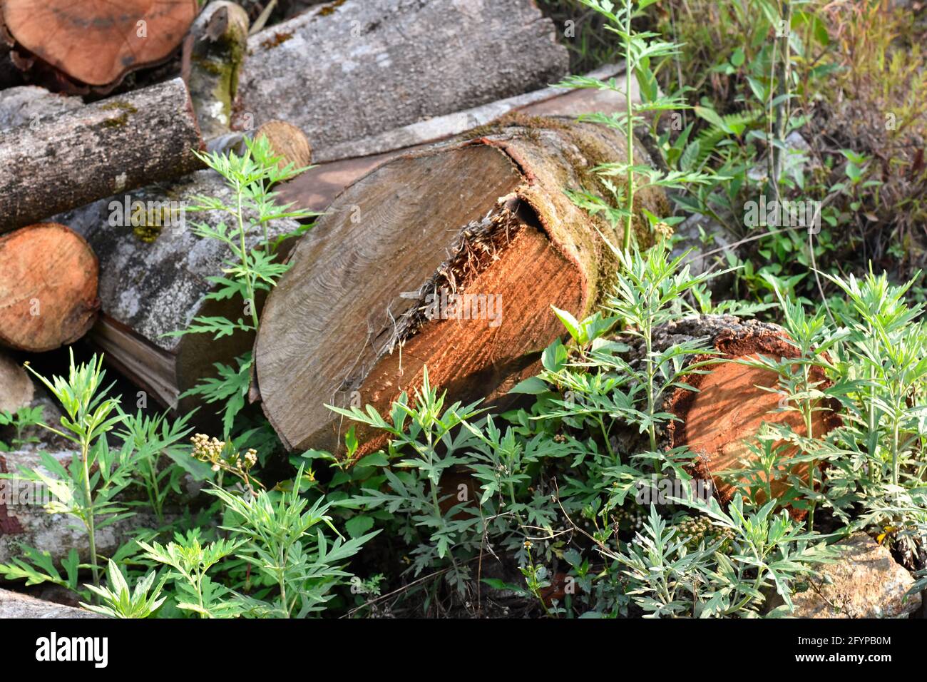 Felled pine log covered with moss and lichen , Himalaya forest ...