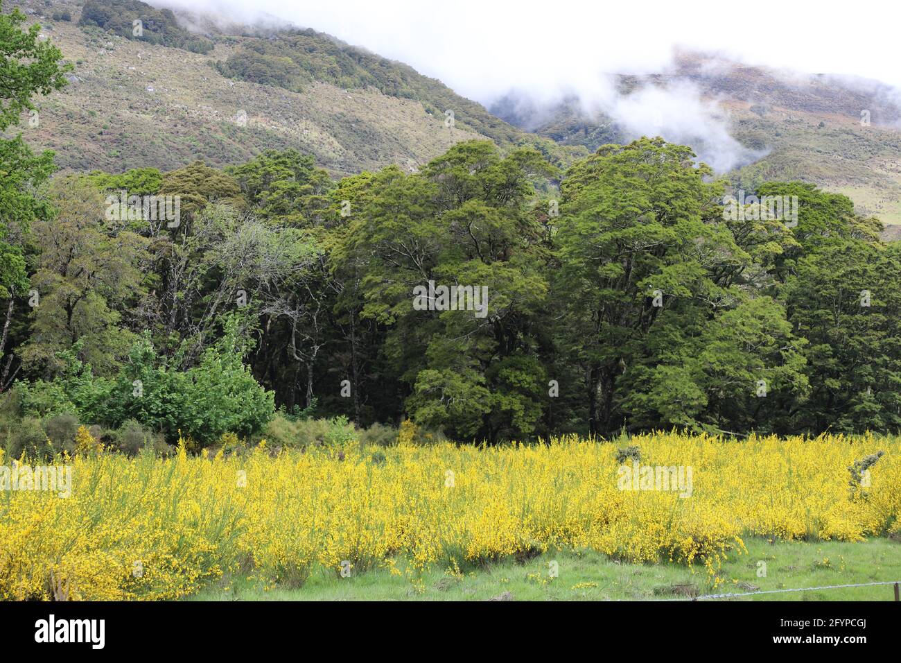 Neuseeland - Landschaft / New Zealand Landscape Stock Photo - Alamy