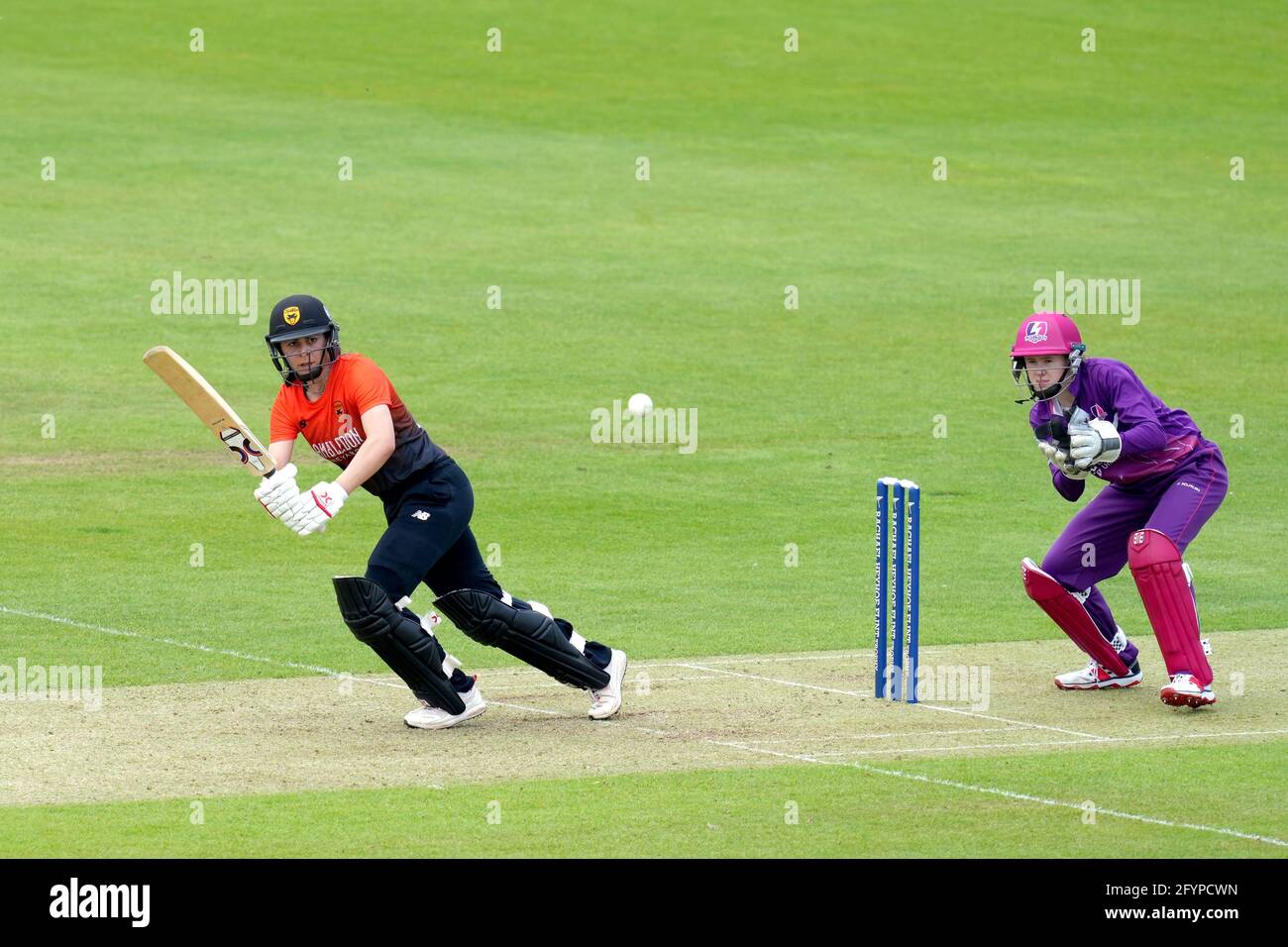 Bouchier cricket vipers hi-res stock photography and images - Alamy