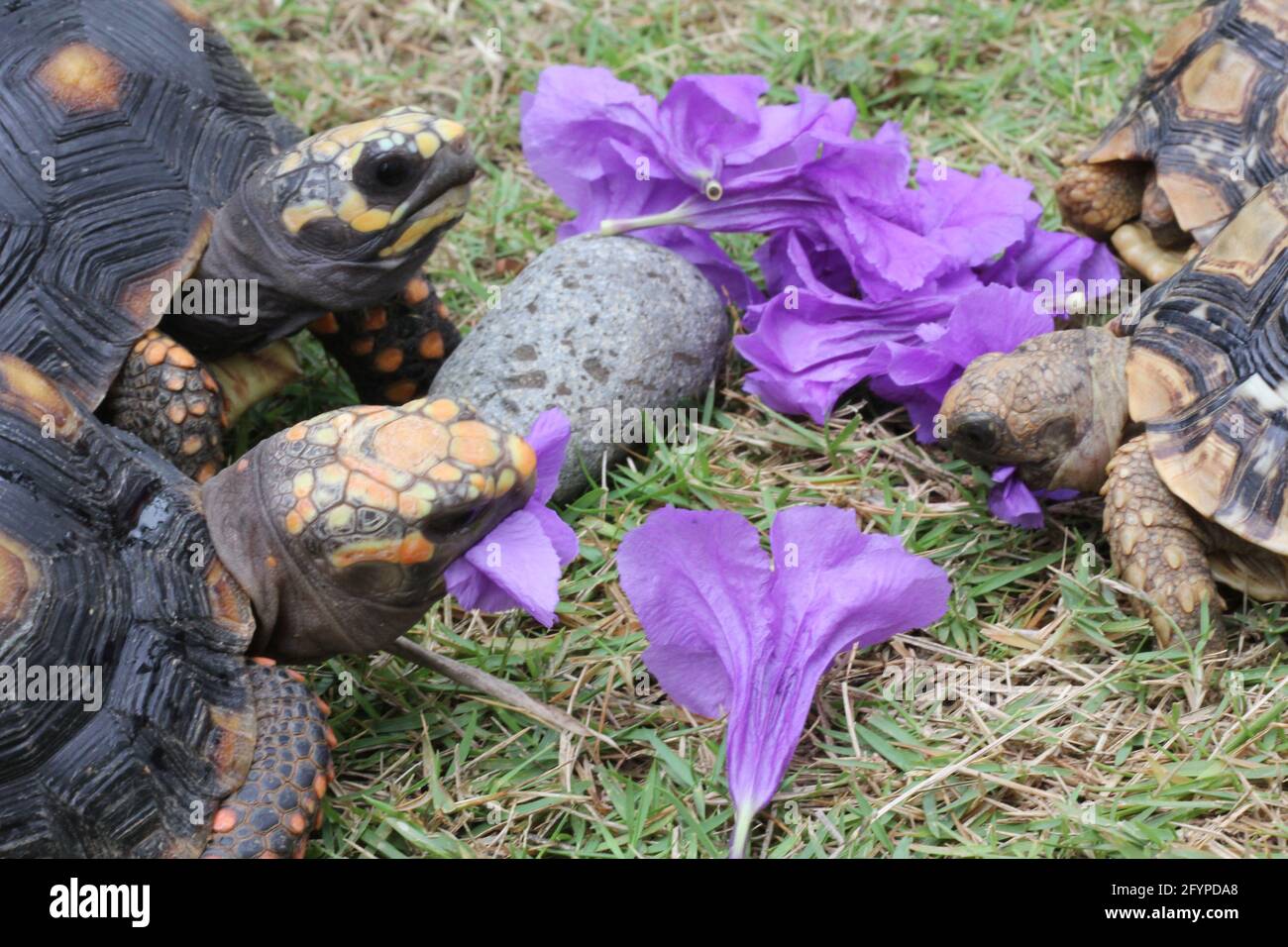 Animal interactions hi-res stock photography and images - Alamy