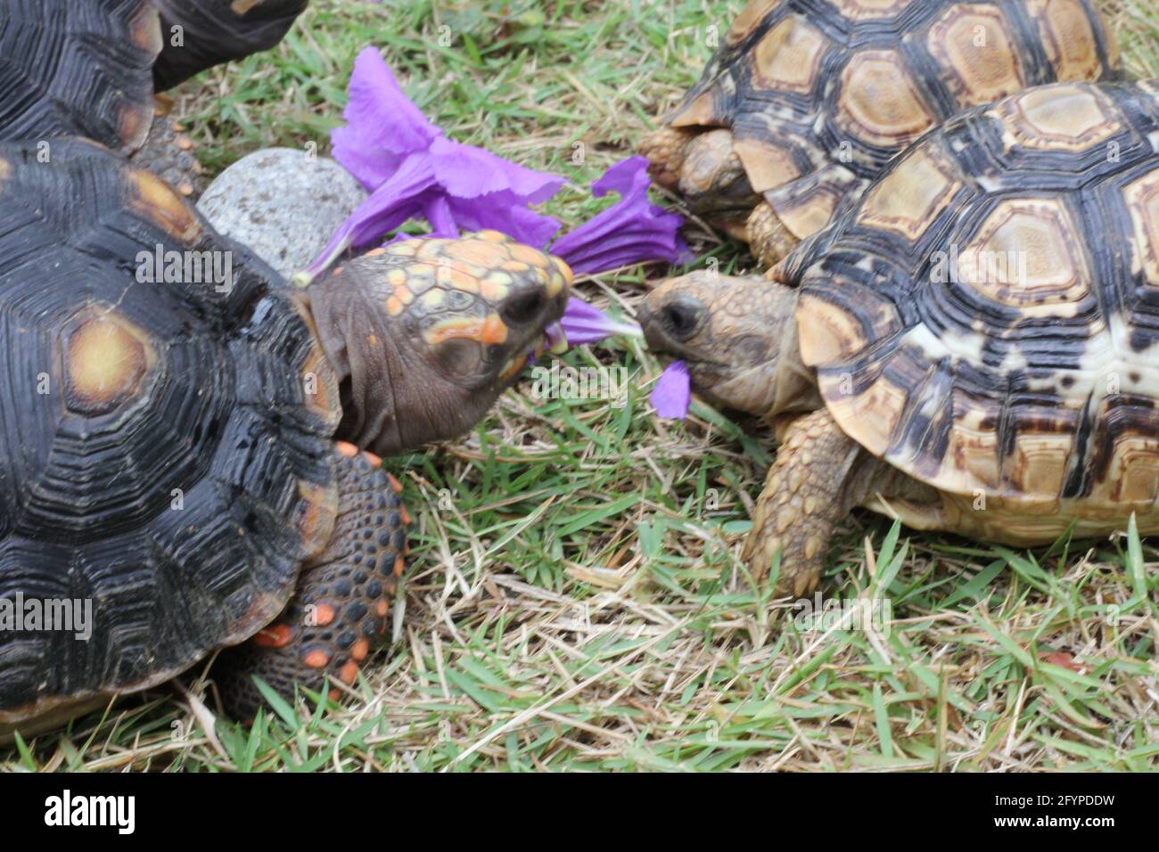 Animal interactions hi-res stock photography and images - Alamy