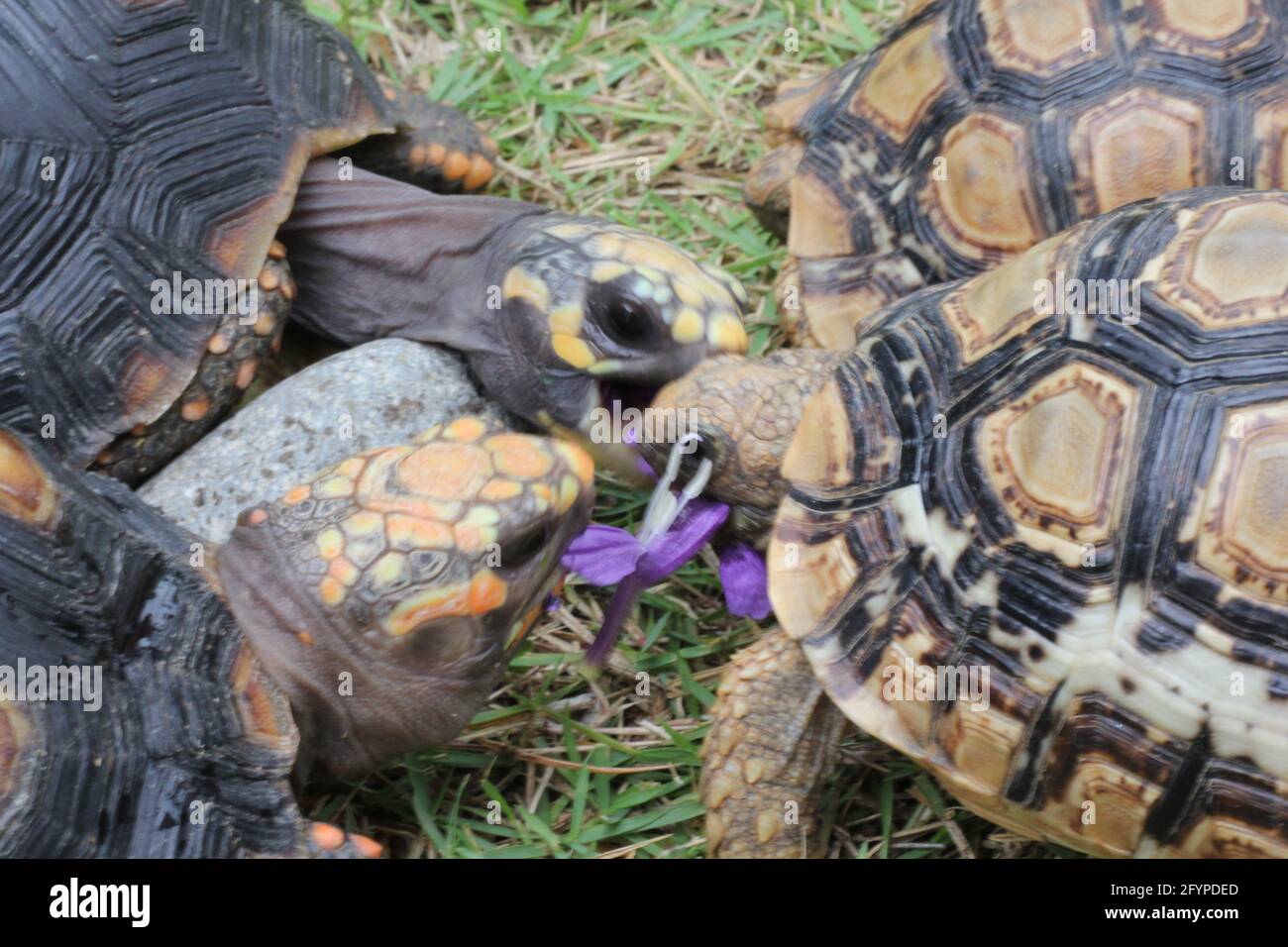 Animal interactions hi-res stock photography and images - Alamy