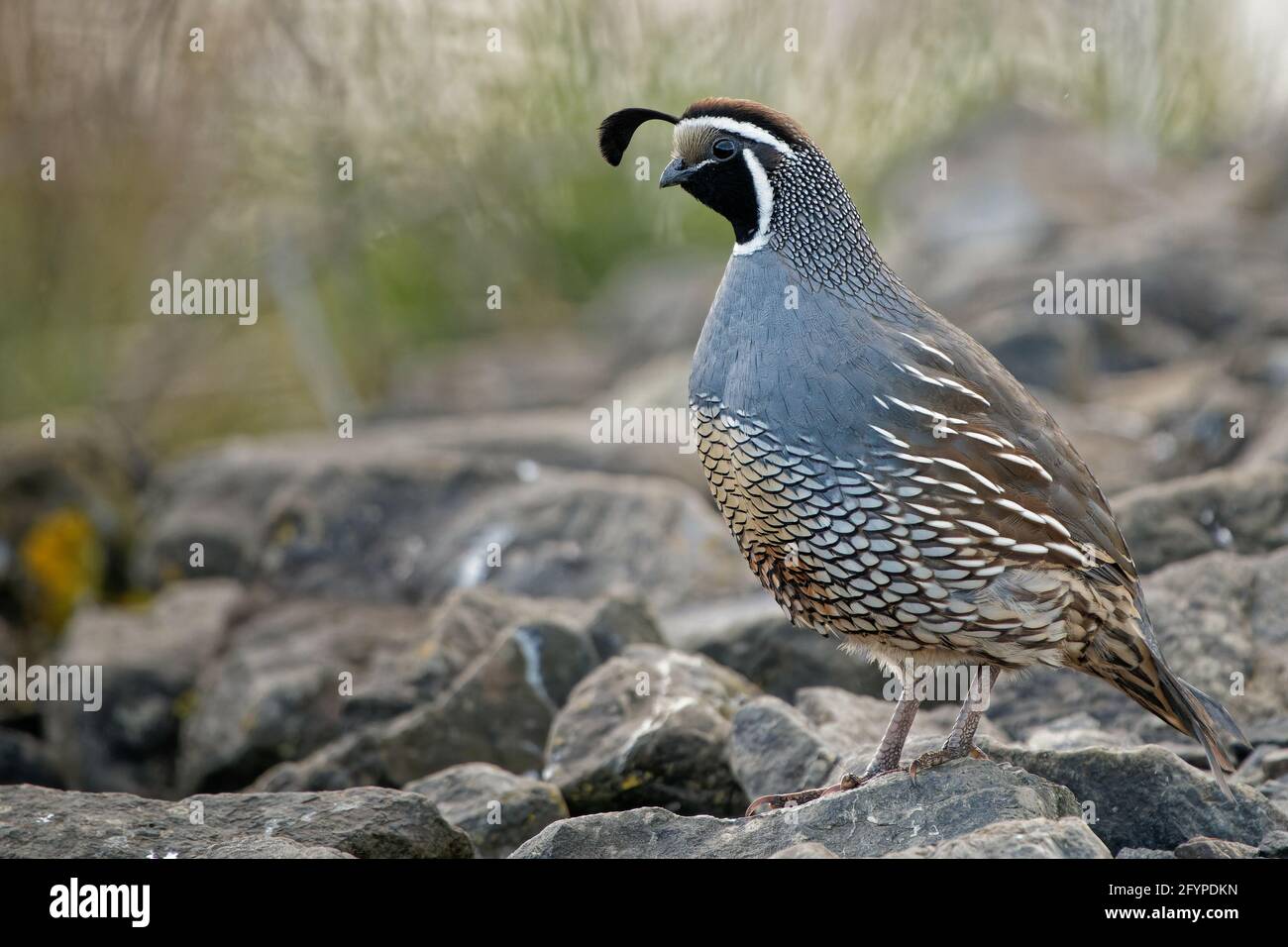 California Quail Nest High Resolution Stock Photography and Images - Alamy