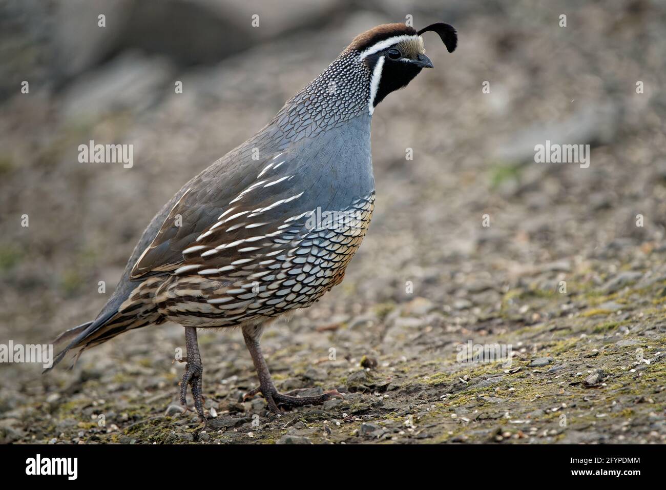 California quail nest hi-res stock photography and images - Alamy
