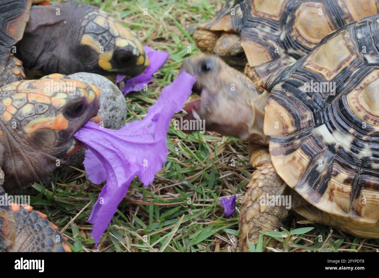 Animal interactions hi-res stock photography and images - Alamy