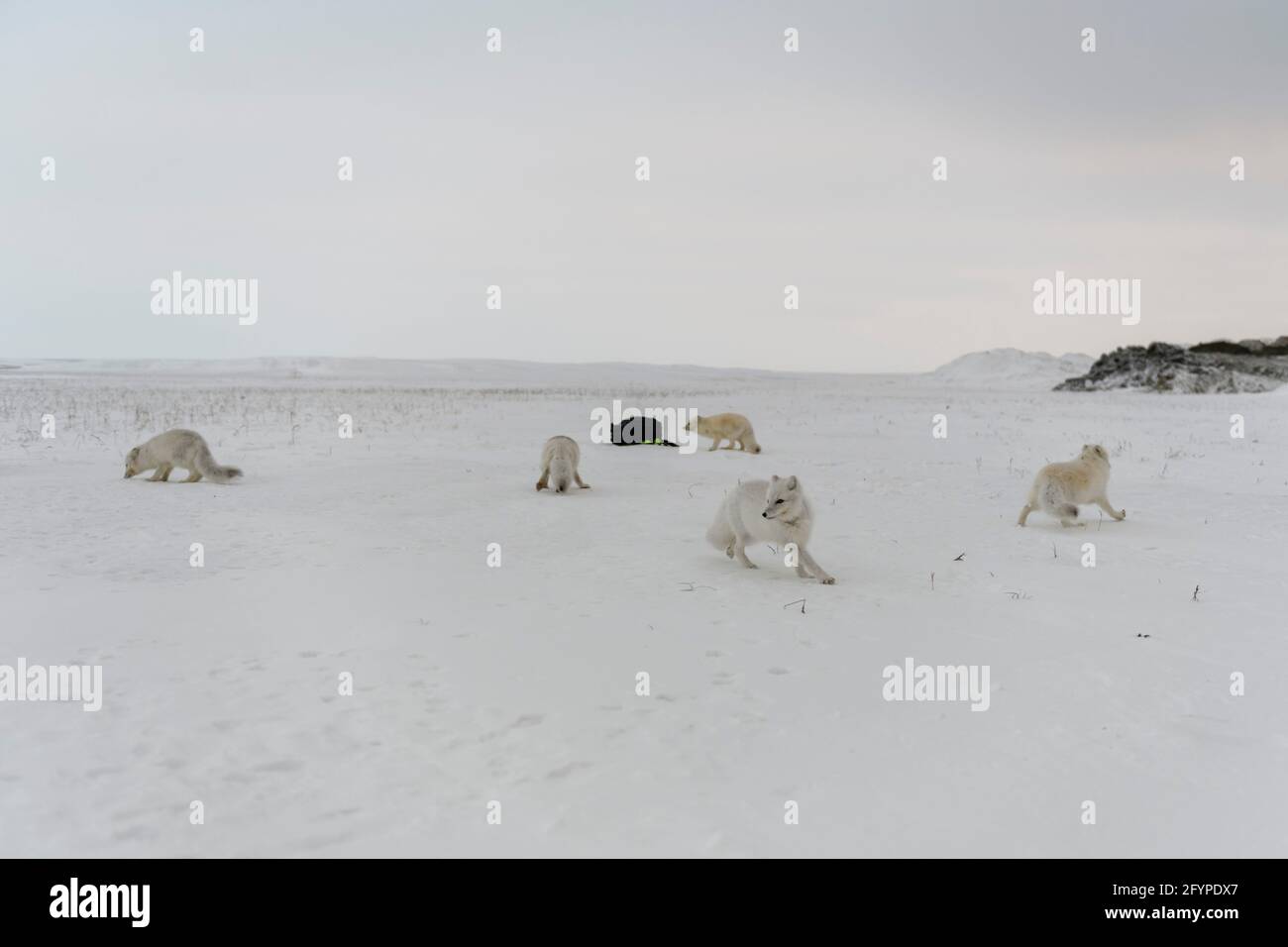 Pack of arctic foxes (Vulpes Lagopus) in wilde tundra Stock Photo - Alamy