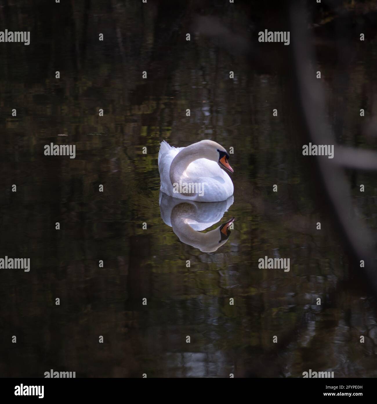 Swan perspective hi-res stock photography and images - Alamy