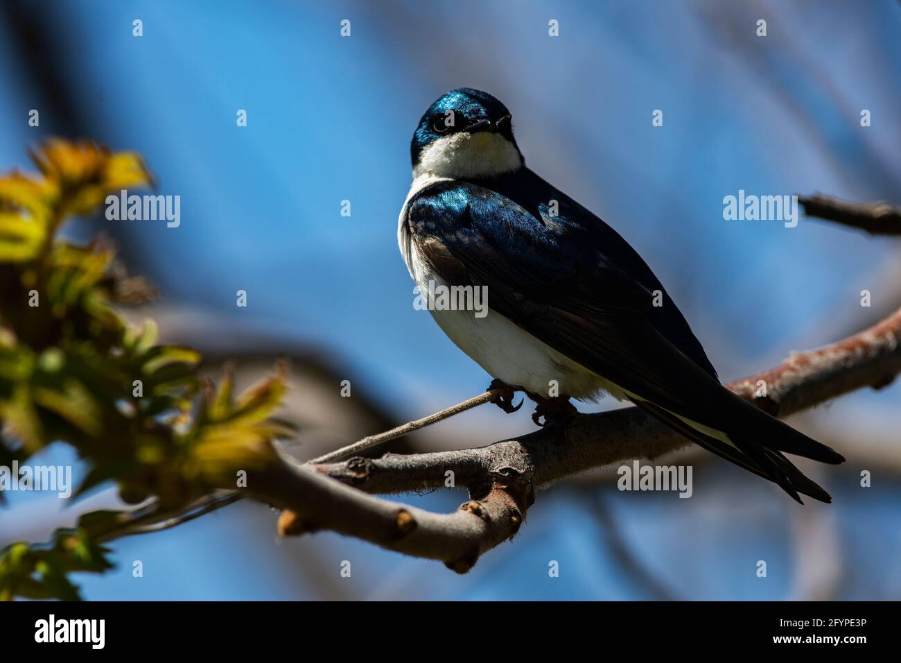 A male tree swallow in the trees. Tachycineta bicolor Stock Photo - Alamy