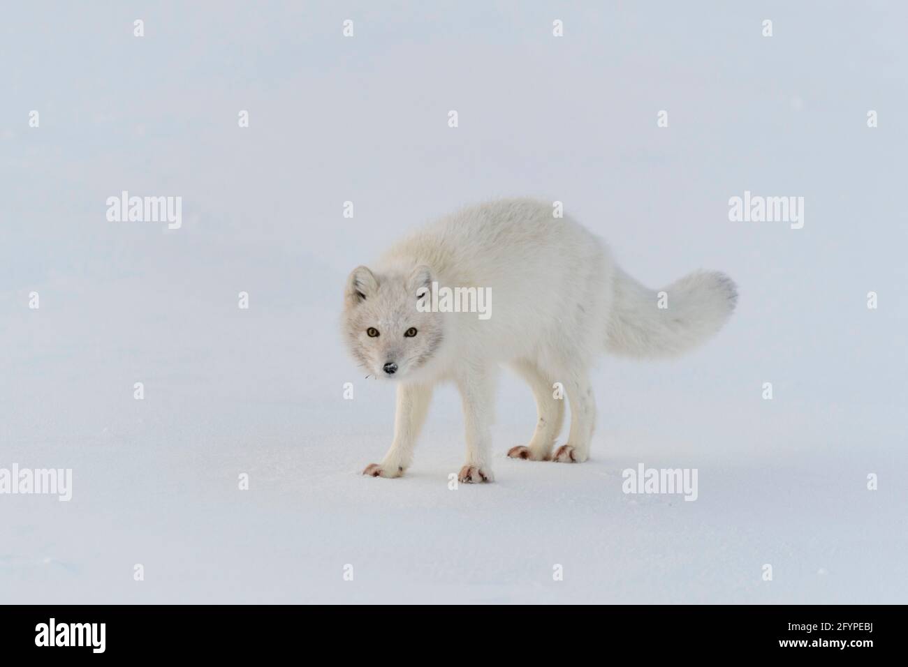 Wild arctic fox (Vulpes Lagopus) in tundra in winter time. White arctic ...