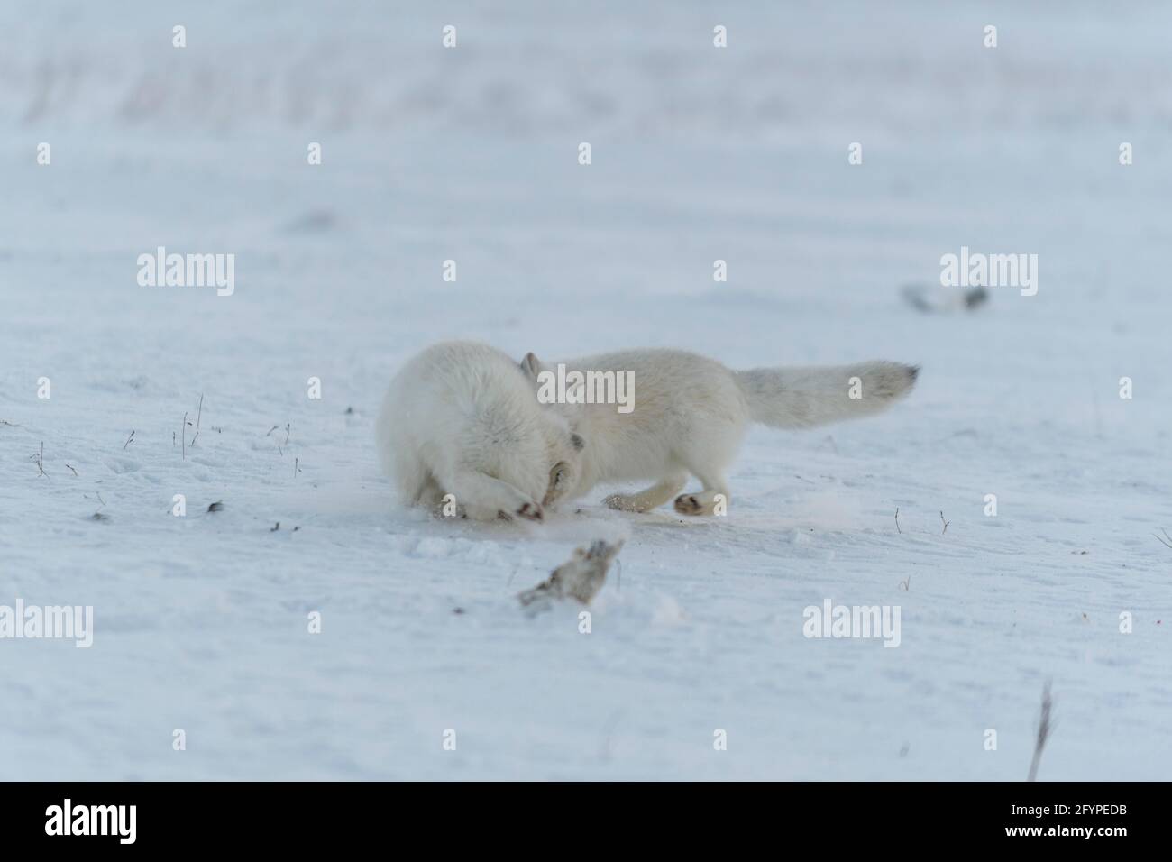 Wild arctic foxes fighting in tundra in winter time. White arctic fox ...