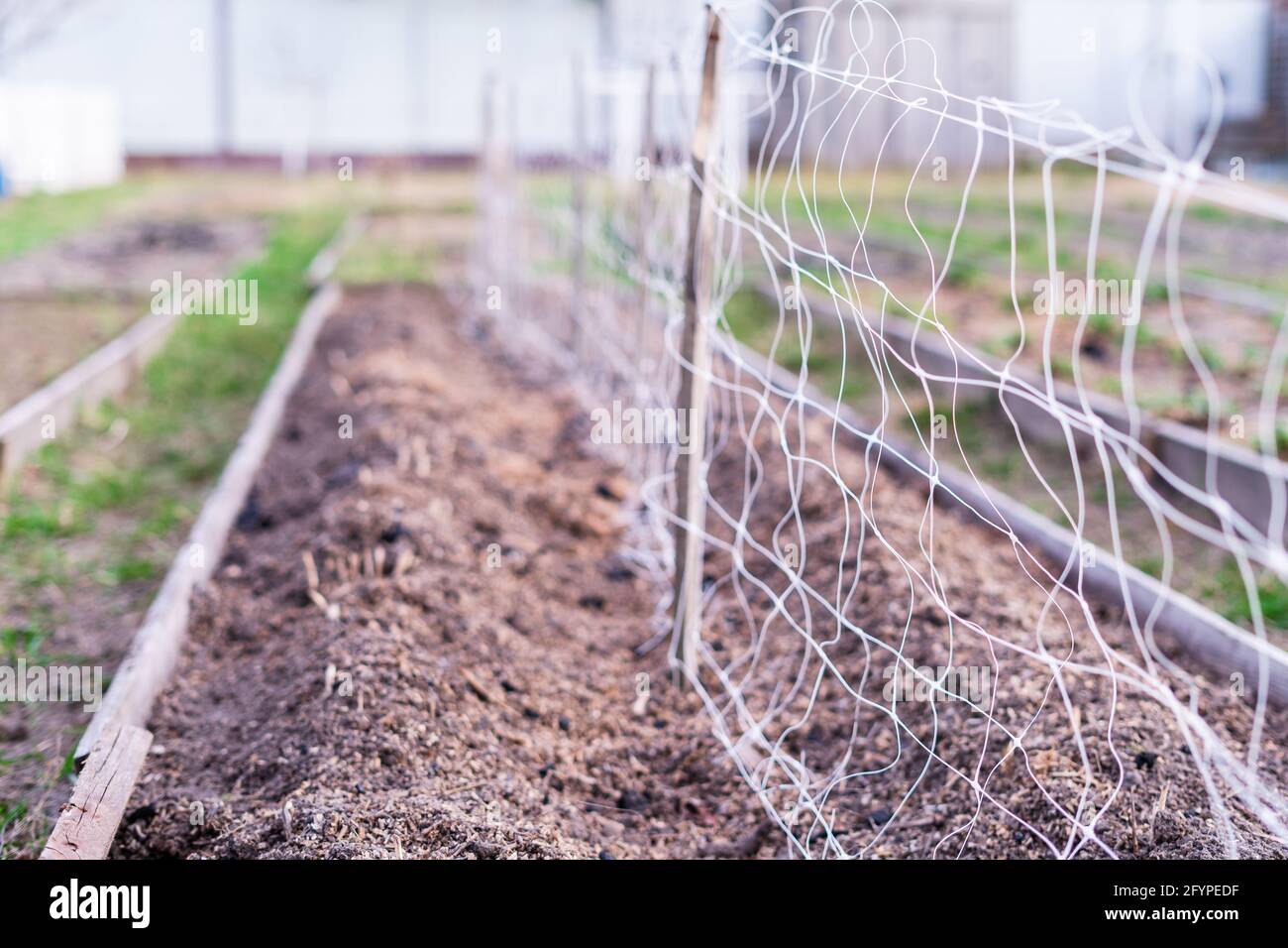 Using a trellis net in a home garden in the spring before planting ...