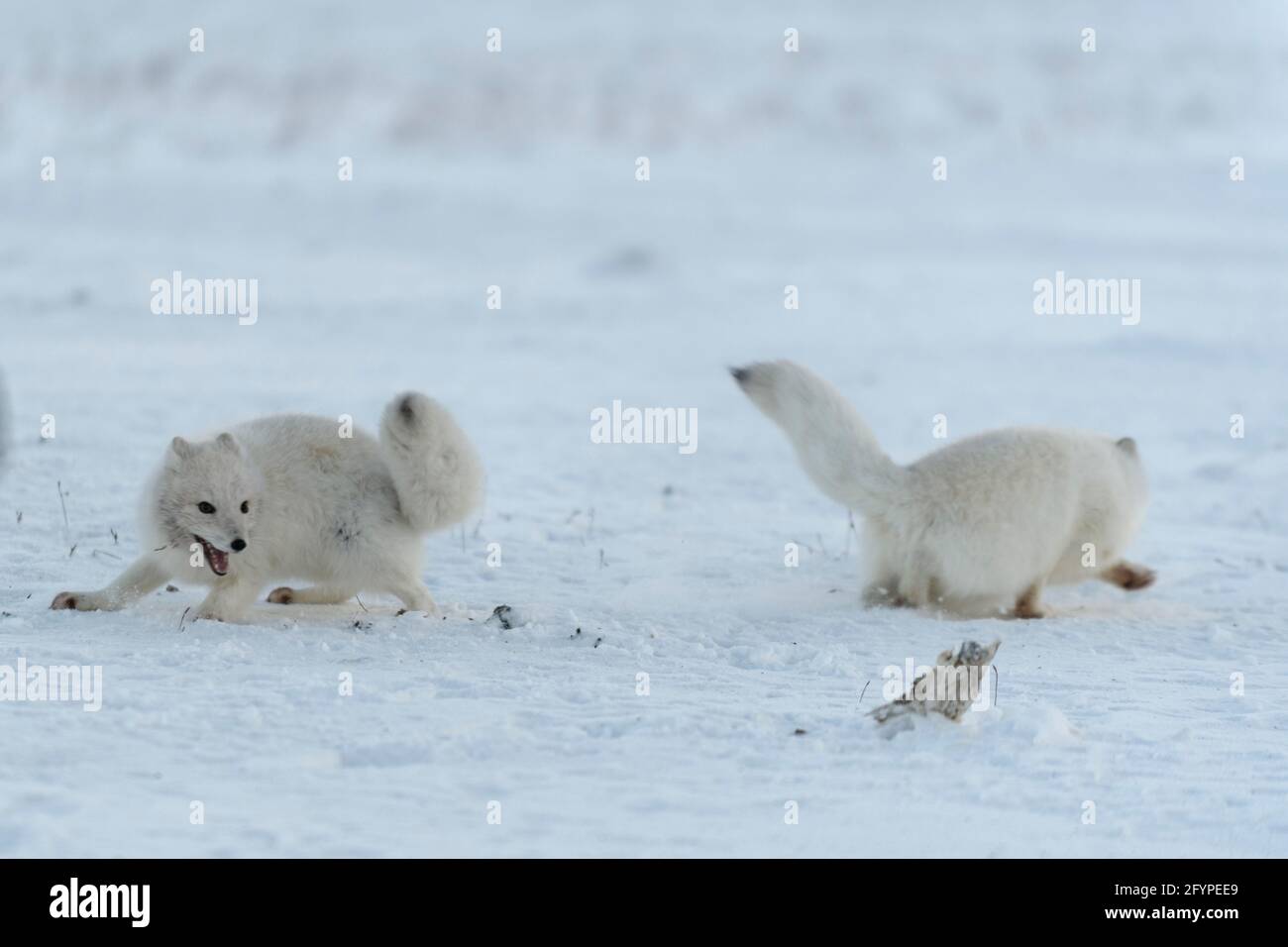 Wild arctic foxes fighting in tundra in winter time. White arctic fox ...