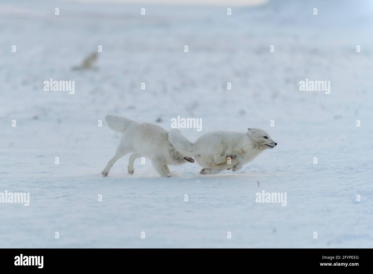 Wild arctic foxes fighting in tundra in winter time. White arctic fox ...