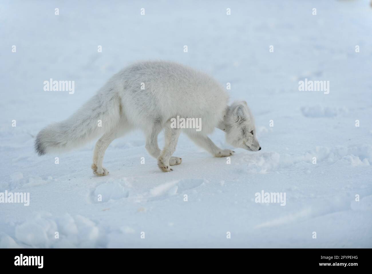Wild arctic fox with plastic on his neck in winter tundra. Ecology ...