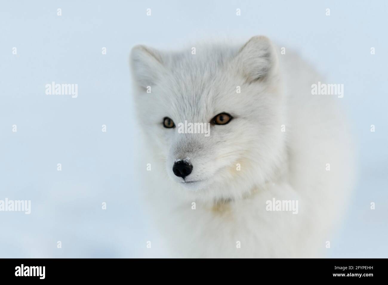 Wild arctic fox with plastic on his neck in winter tundra. Ecology ...
