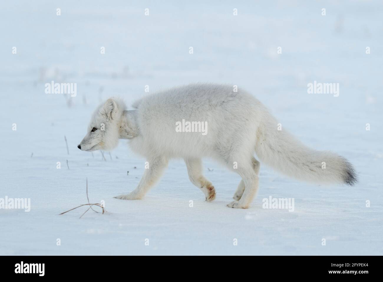 Wild arctic fox with plastic on his neck in winter tundra. Ecology ...