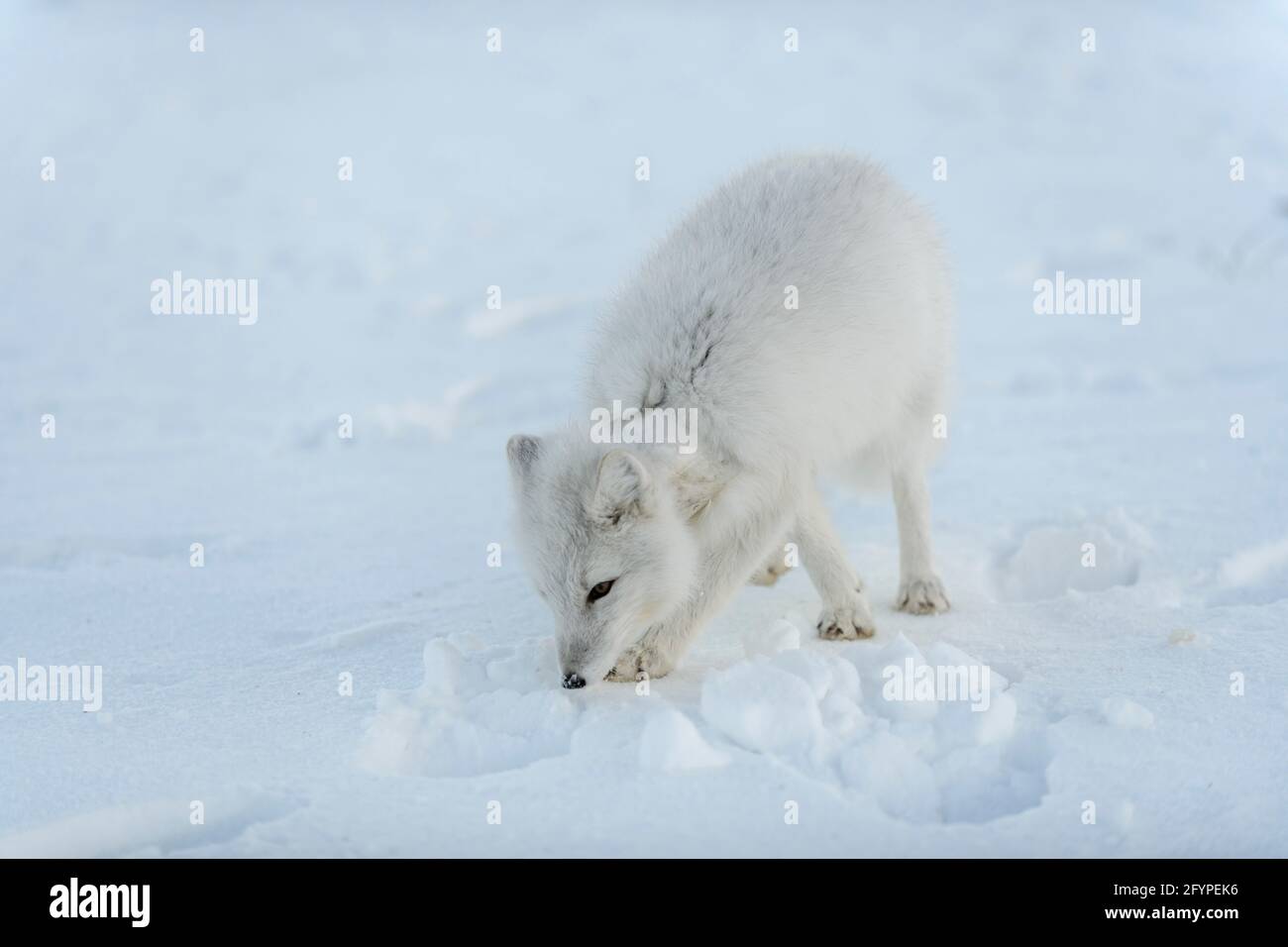 Wild arctic fox with plastic on his neck in winter tundra. Ecology ...