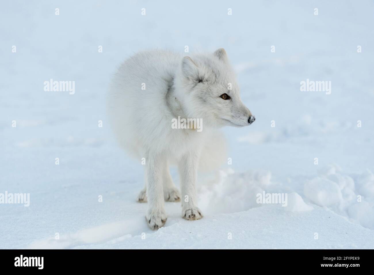 Wild arctic fox with plastic on his neck in winter tundra. Ecology ...