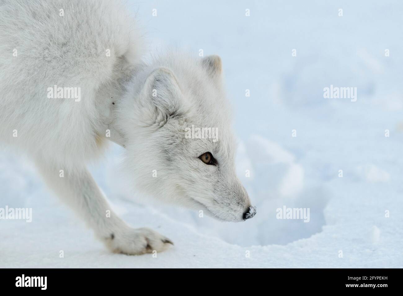 Wild arctic fox with plastic on his neck in winter tundra. Ecology ...