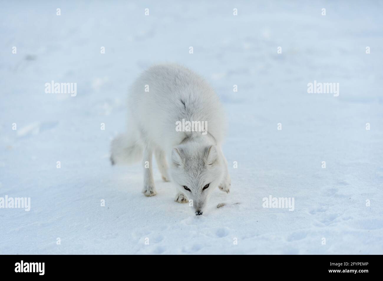 Wild arctic fox with plastic on his neck in winter tundra. Ecology ...