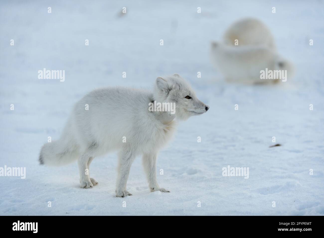 Wild arctic fox with plastic on his neck in winter tundra. Ecology ...