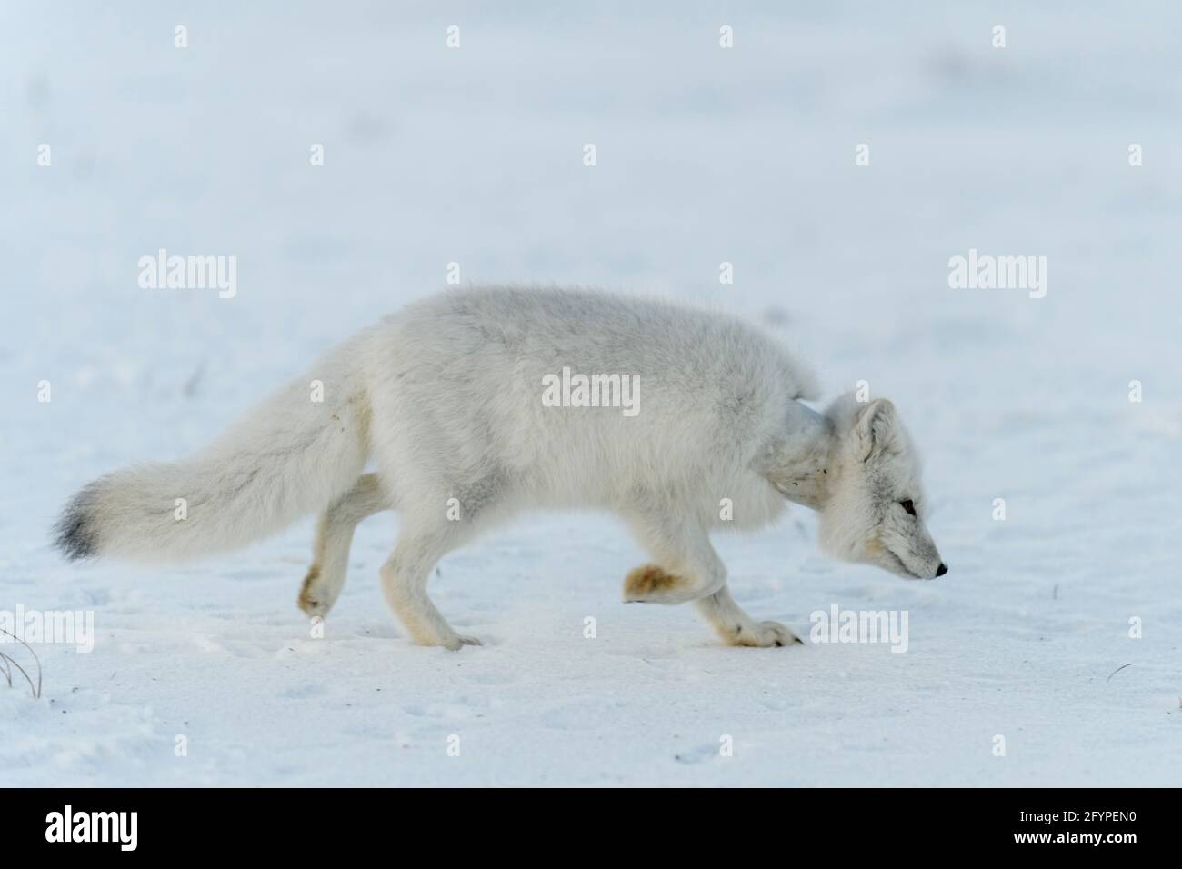 Wild arctic fox with plastic on his neck in winter tundra. Ecology ...