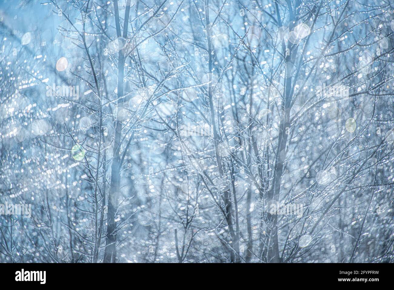 Ice covered trees with light refraction rainbows Stock Photo - Alamy
