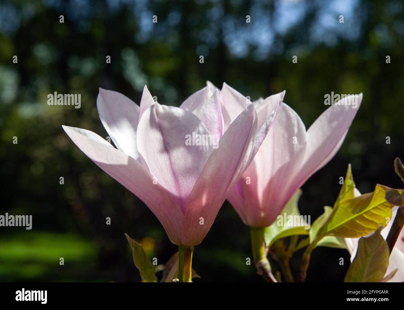 Magnolia flower bloom Stock Photo - Alamy