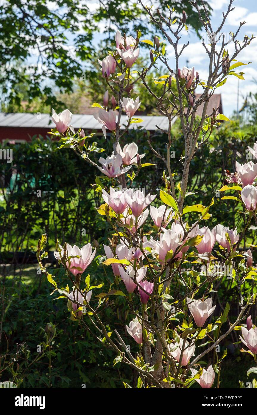 Magnolia flower bloom Stock Photo - Alamy
