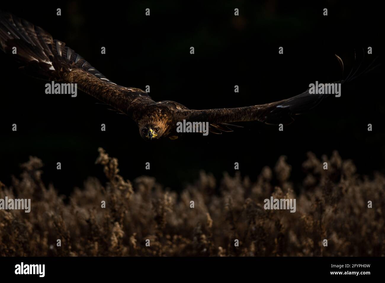 European golden eagle hi-res stock photography and images - Alamy