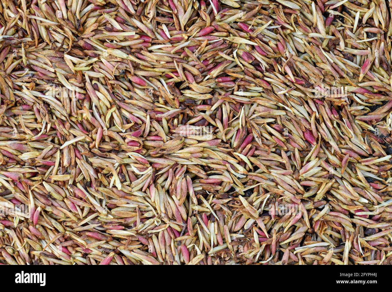 Texture of pink long seeds from trees Stock Photo - Alamy