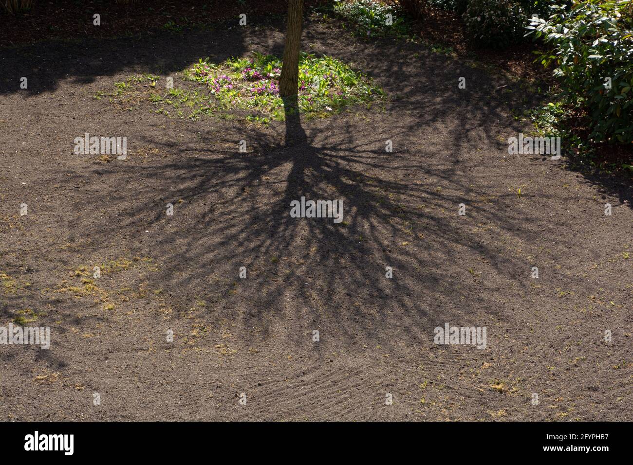 shadow and light effects of a tree in the ornamental garden as abstract ...