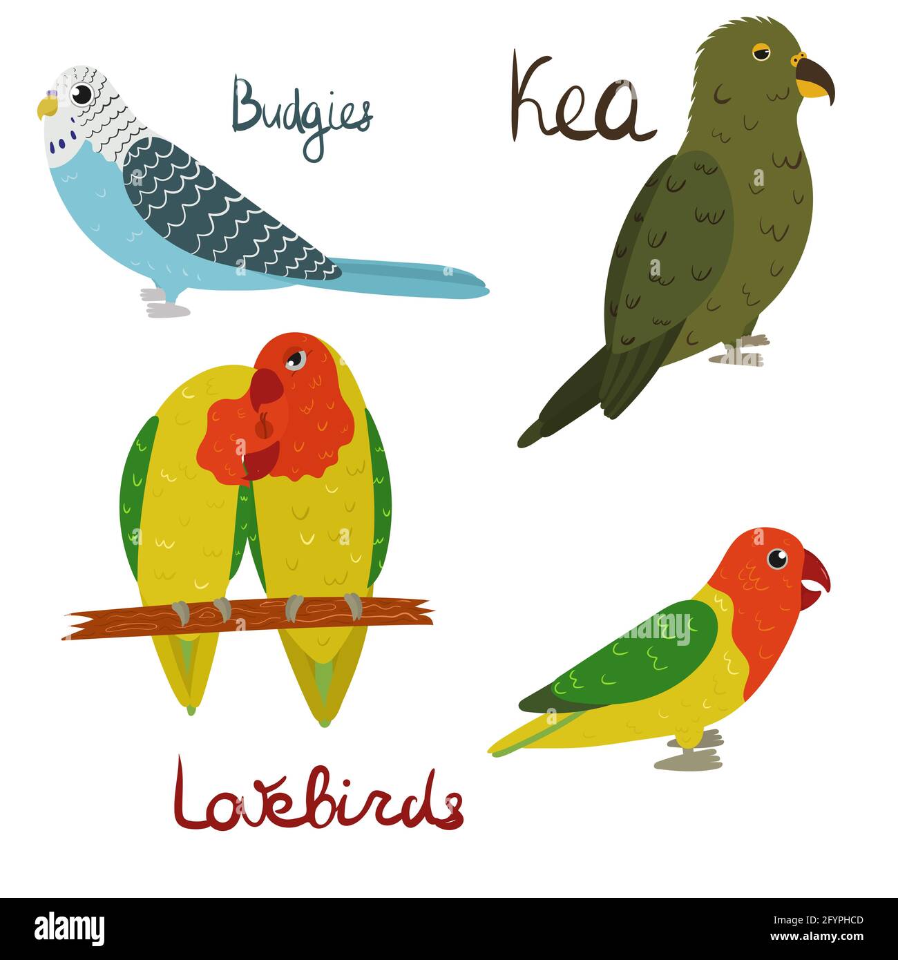 Set of parrot - budgies, lovebirds, kea in cartoon style on white ...