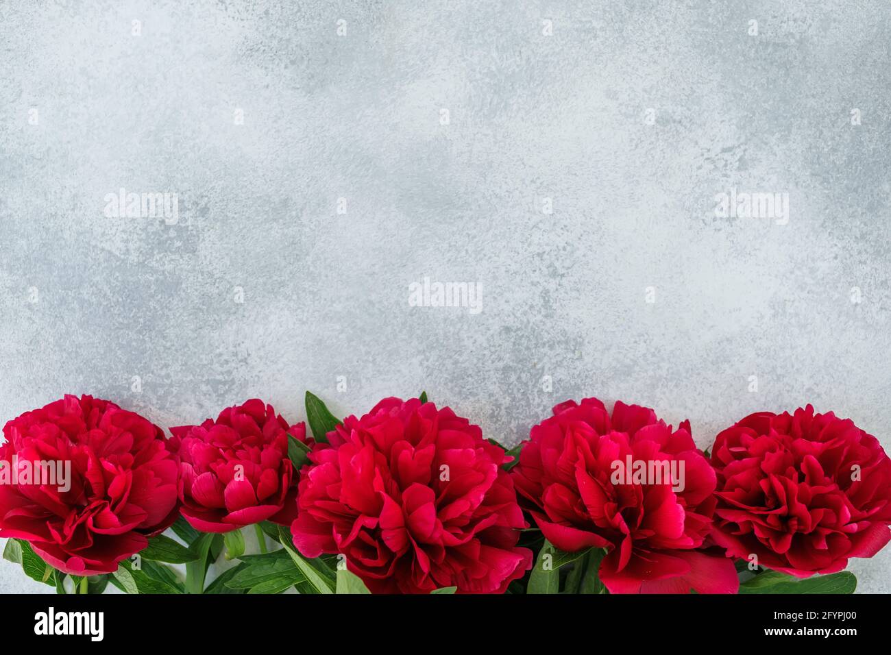 Floral border frame with red peonies flowers on gray background. Flat ...
