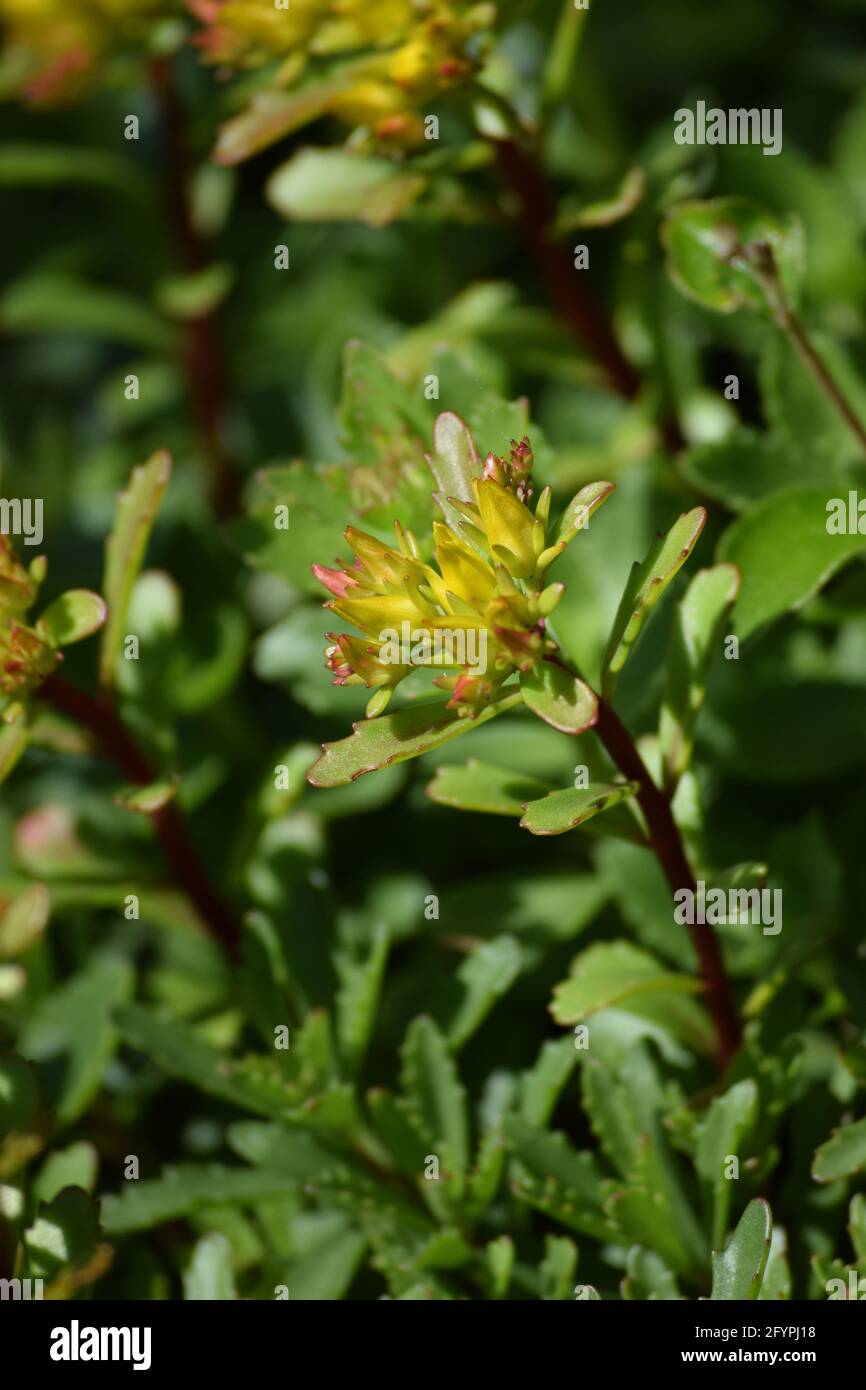 Gold sedum in Bloom in a Front yard Stock Photo - Alamy