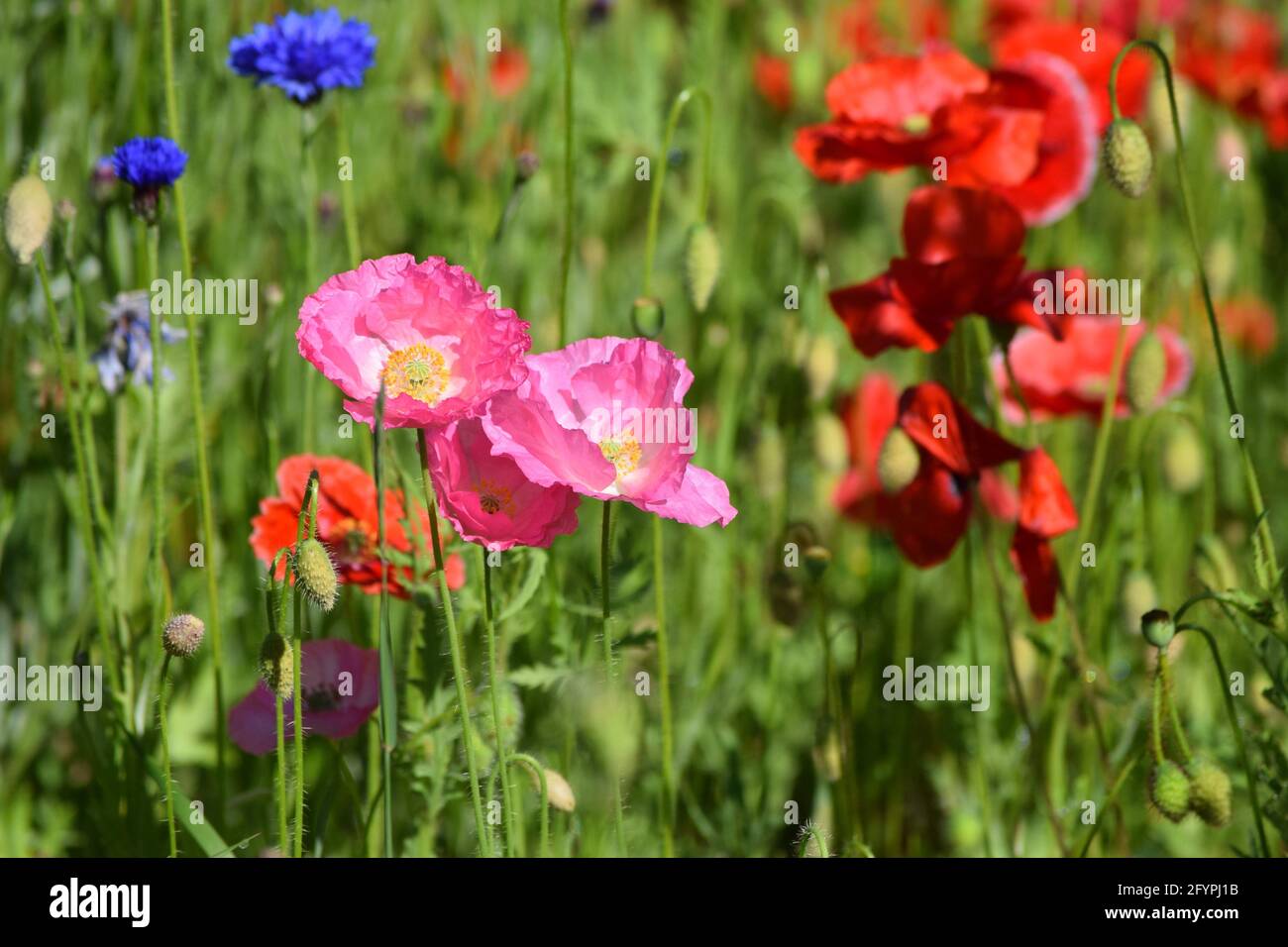 Pink corn hi-res stock photography and images - Alamy