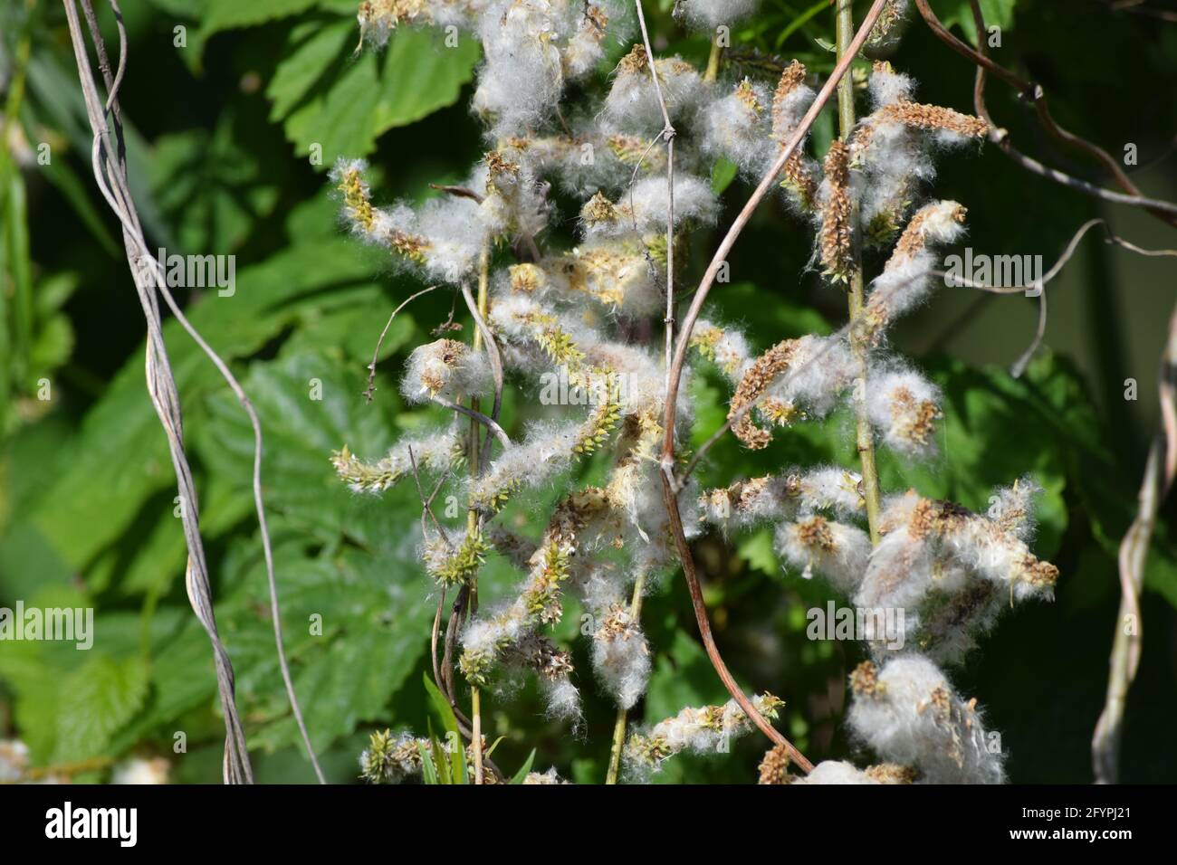 Triggering factors hi-res stock photography and images - Alamy