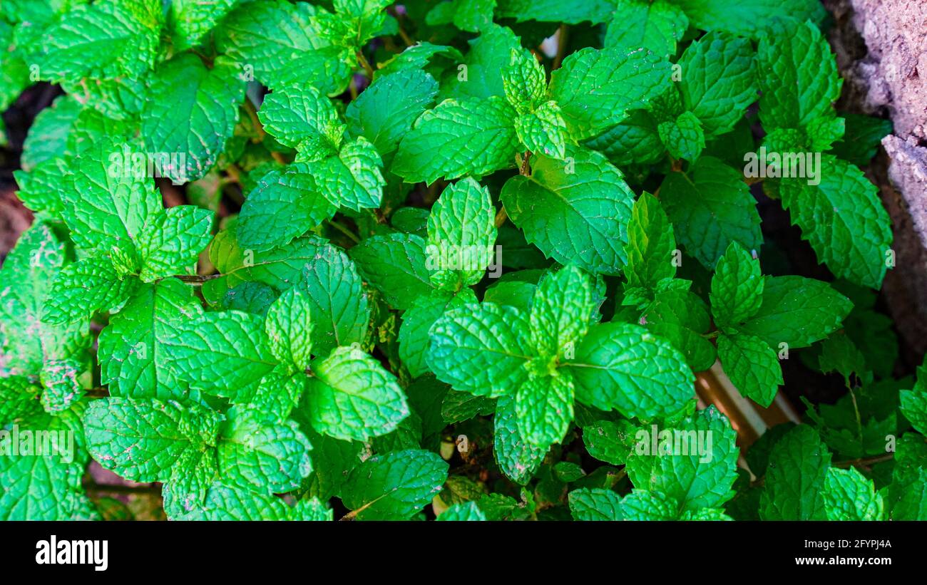 Indian Mint Tree