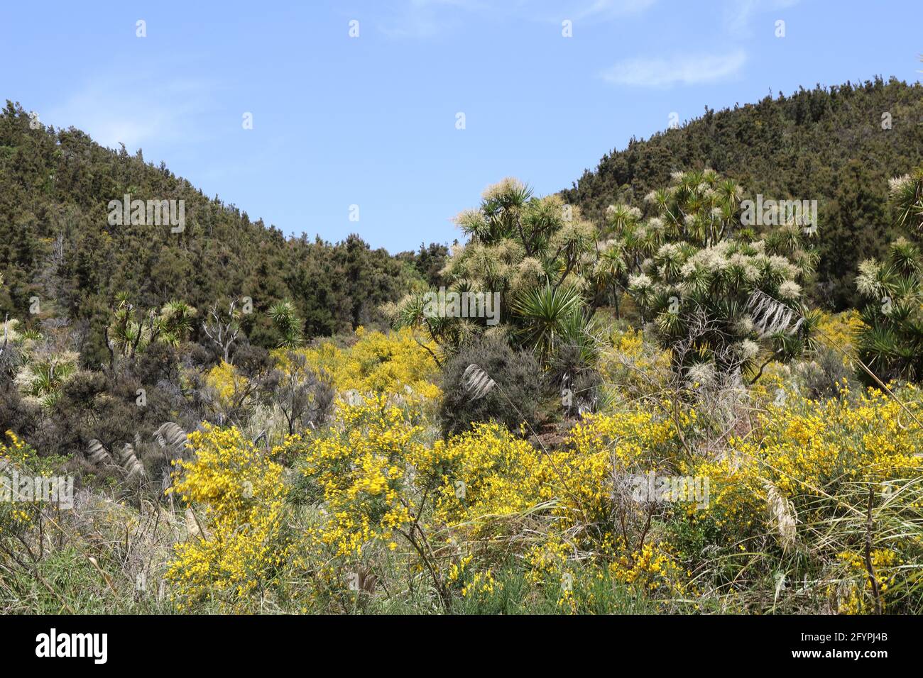 Neuseeland Kaweka Forest Park / New Zealand Kaweka Forest Park Stock ...