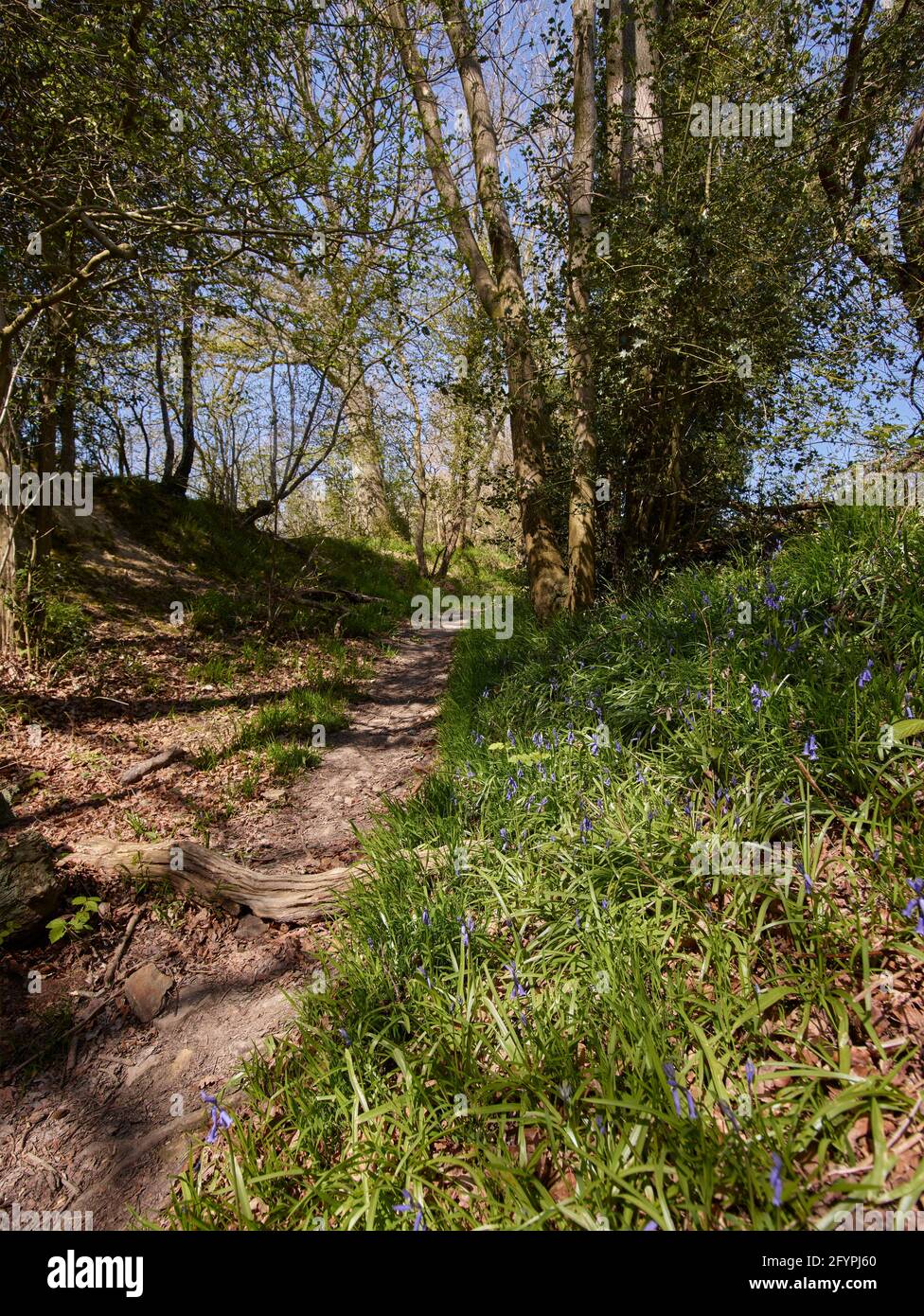 Spring English bluebells in the wider landscape under blue skies and ...