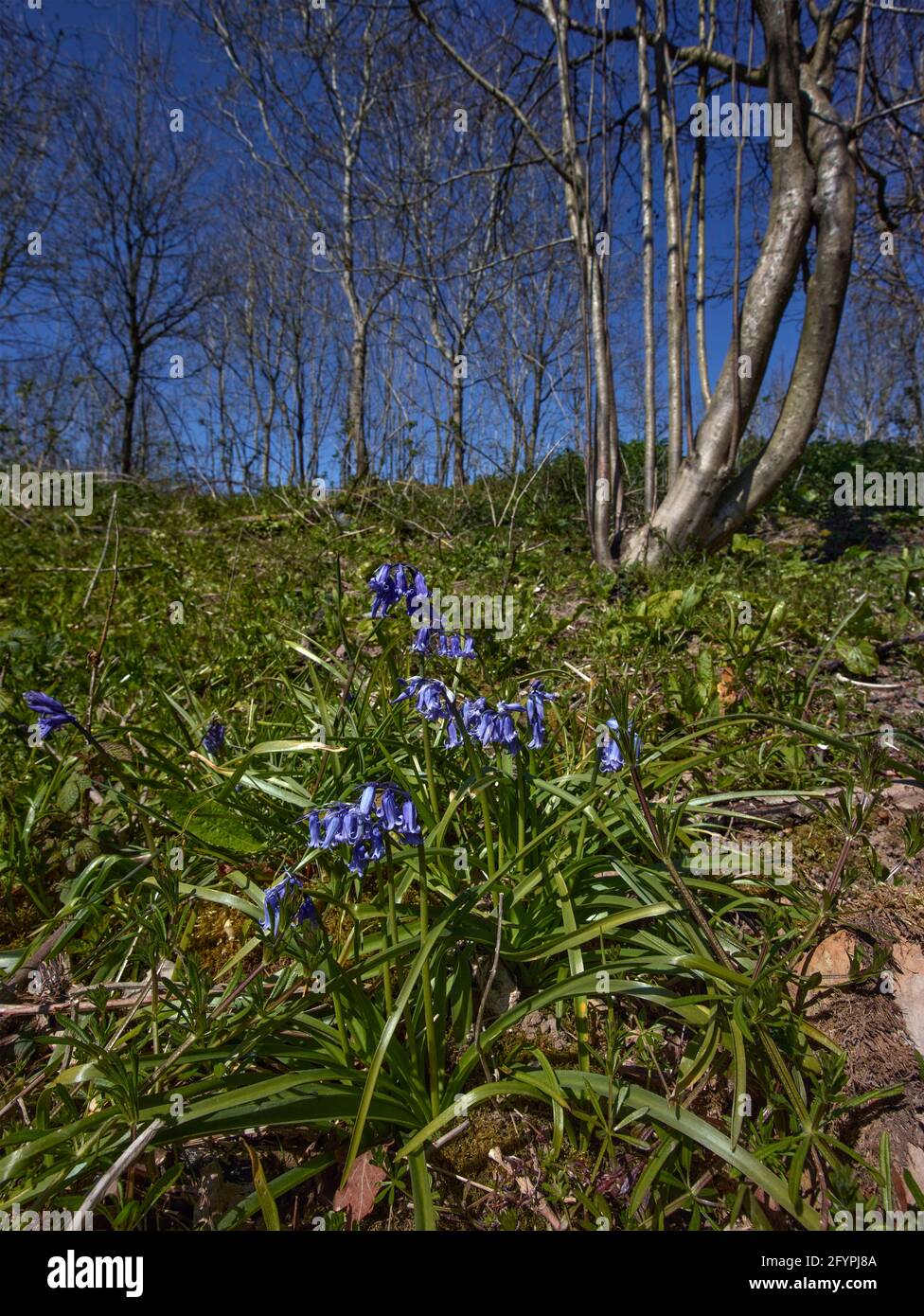 Spring English bluebells in the wider landscape under blue skies and ...